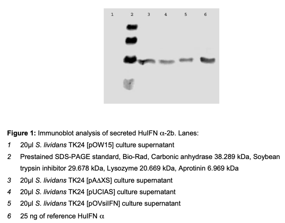 Streptomyces As A Host For The Secretion Of Heterologous Proteins For The Production Of